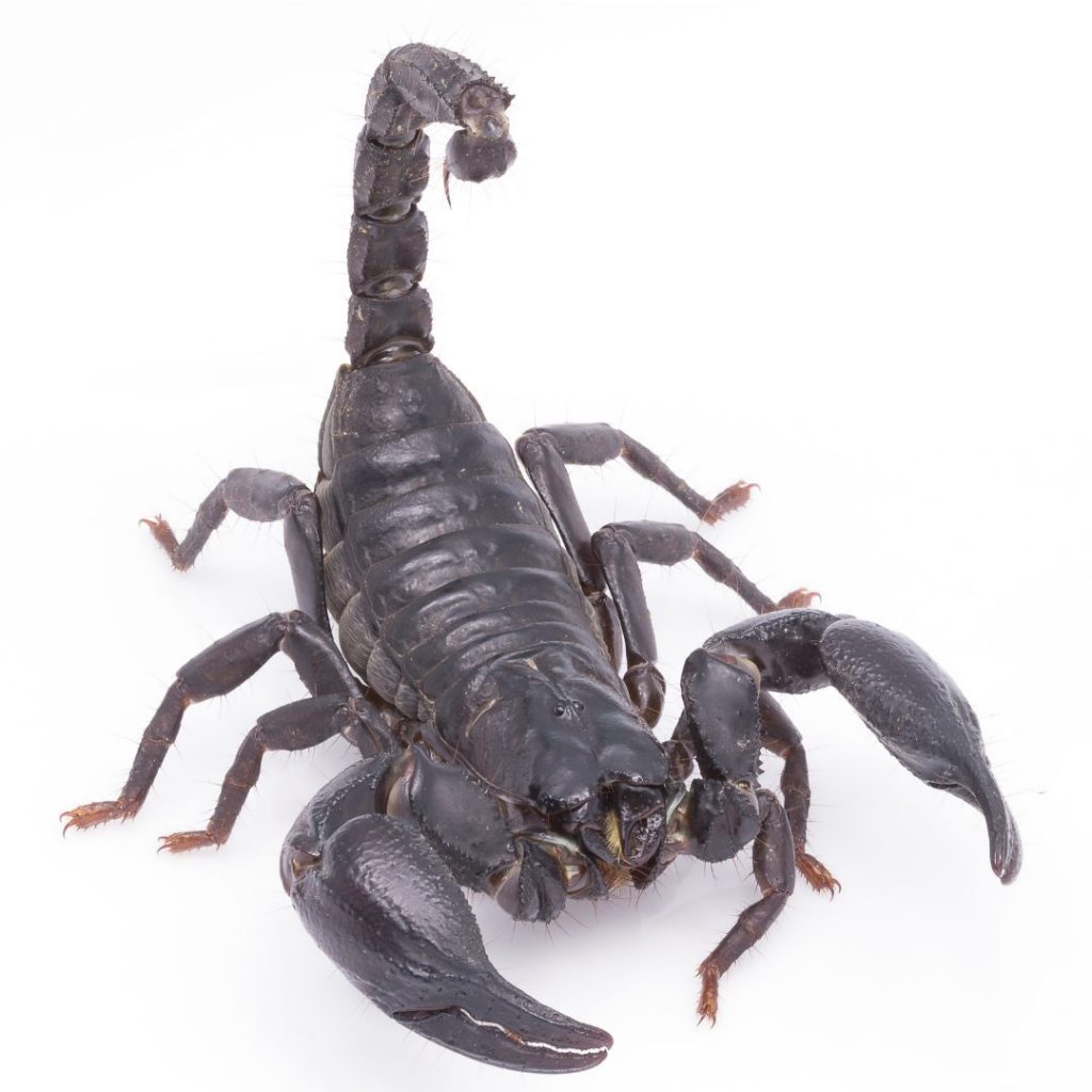 Scorpions | Evolution Reptiles