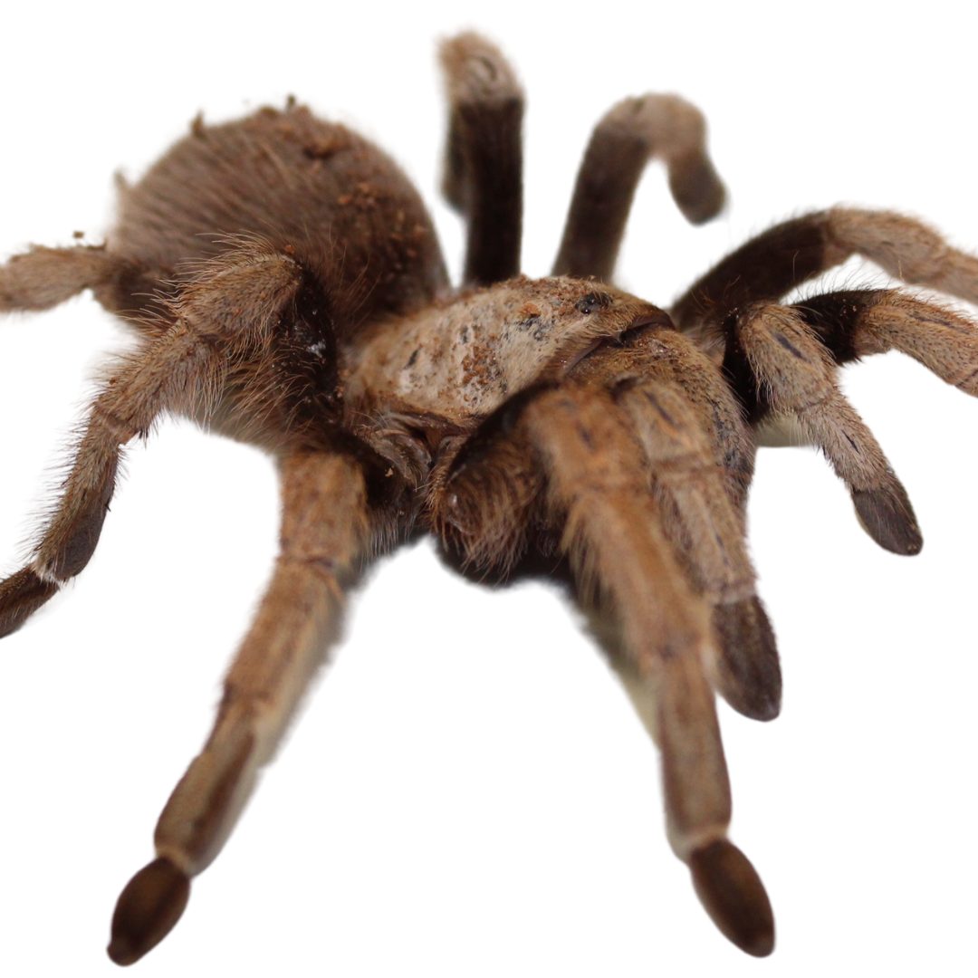 Desert Blond Tarantula | Evolution Reptiles