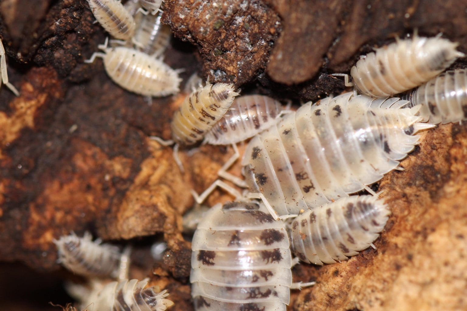 Dairy Cow Isopods | Evolution Reptiles |Order Now