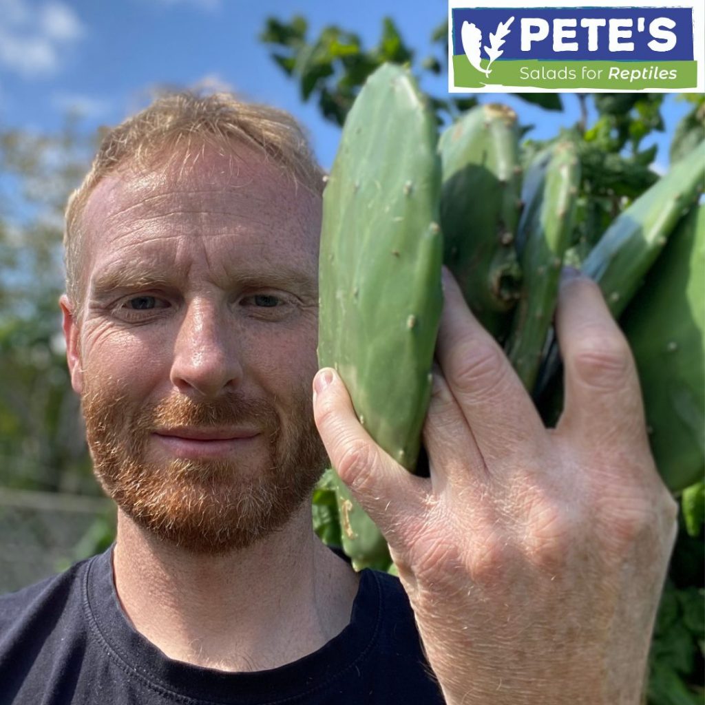 Pete's Prickly Pear Cactus Pads | Evolution Reptiles