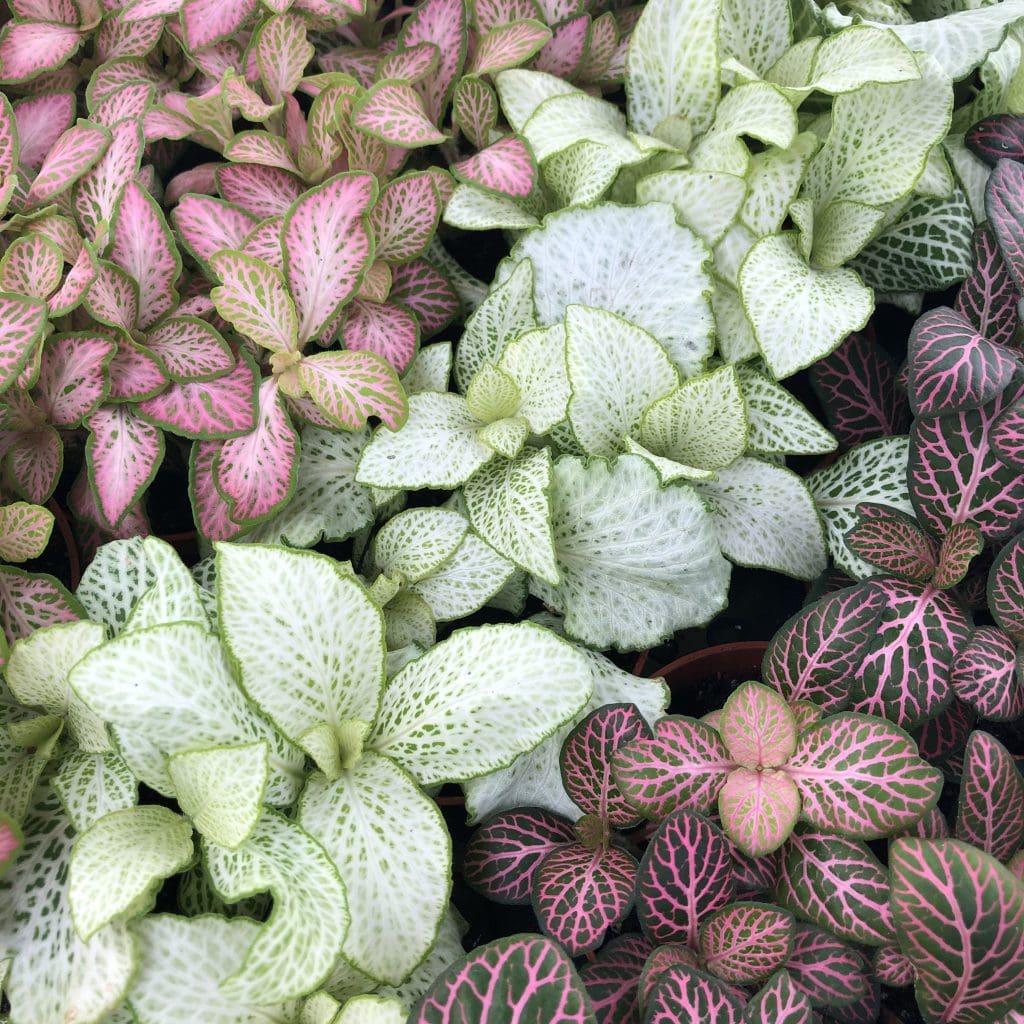 Polka Dot plant (Medium) - (Hypoestes Sp.) | Evolution Reptiles