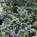 Button Fern (Large) - (Pellaea rotundifolia) | Evolution Reptiles