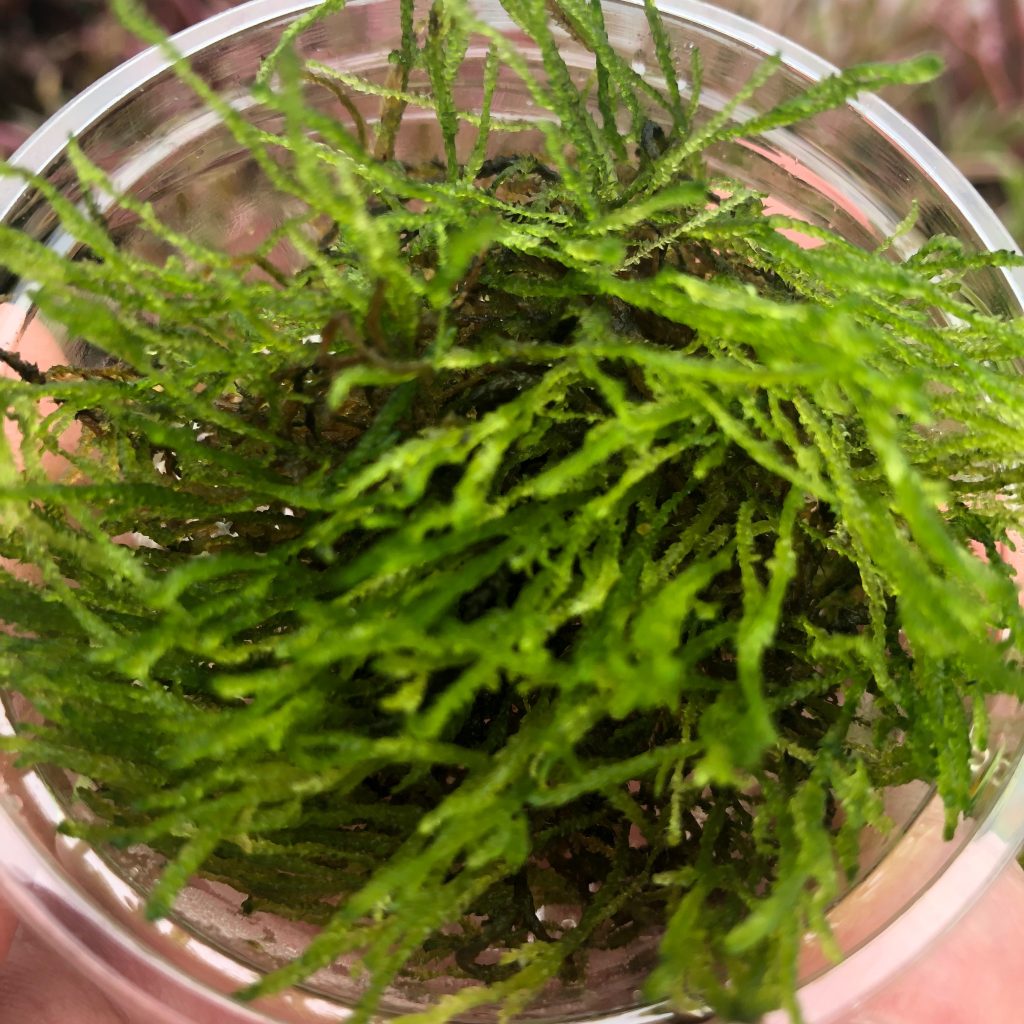 Java Moss (80cc cup) - (Vesicularia dubyana) | Evolution Reptiles