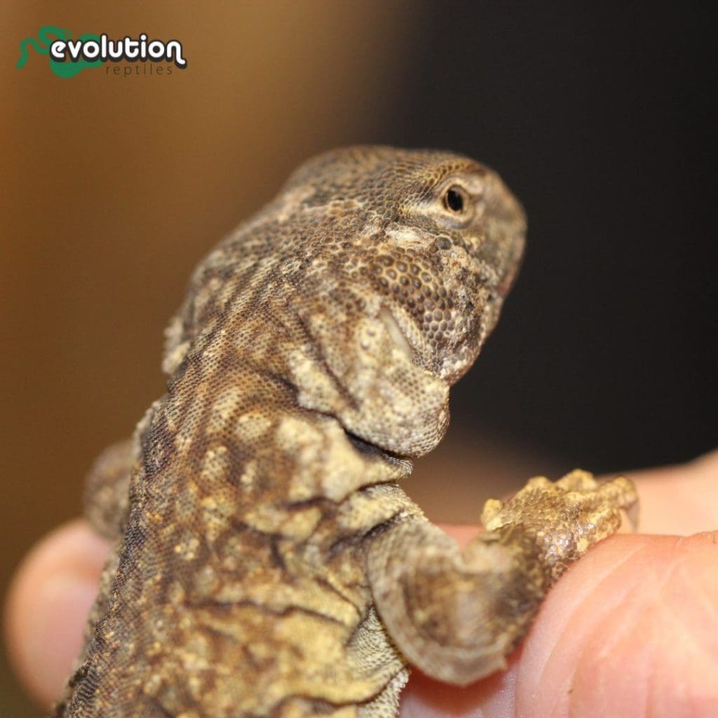 Reptile Care Sheets | Evolution Reptiles