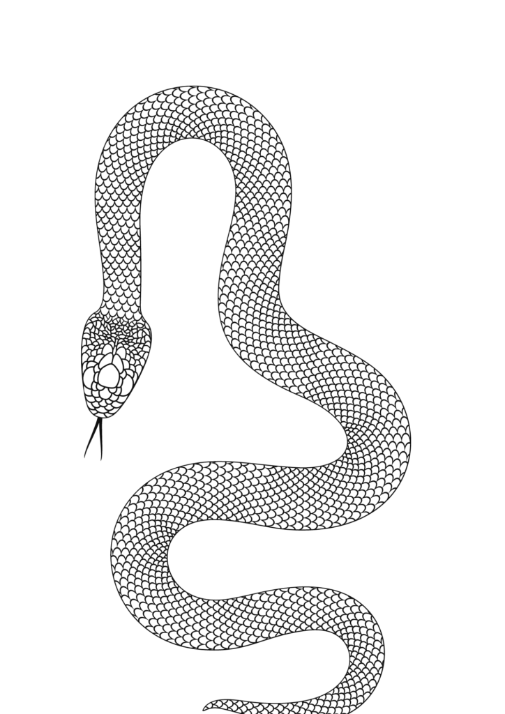 Free Colouring Sheets | Evolution Reptiles