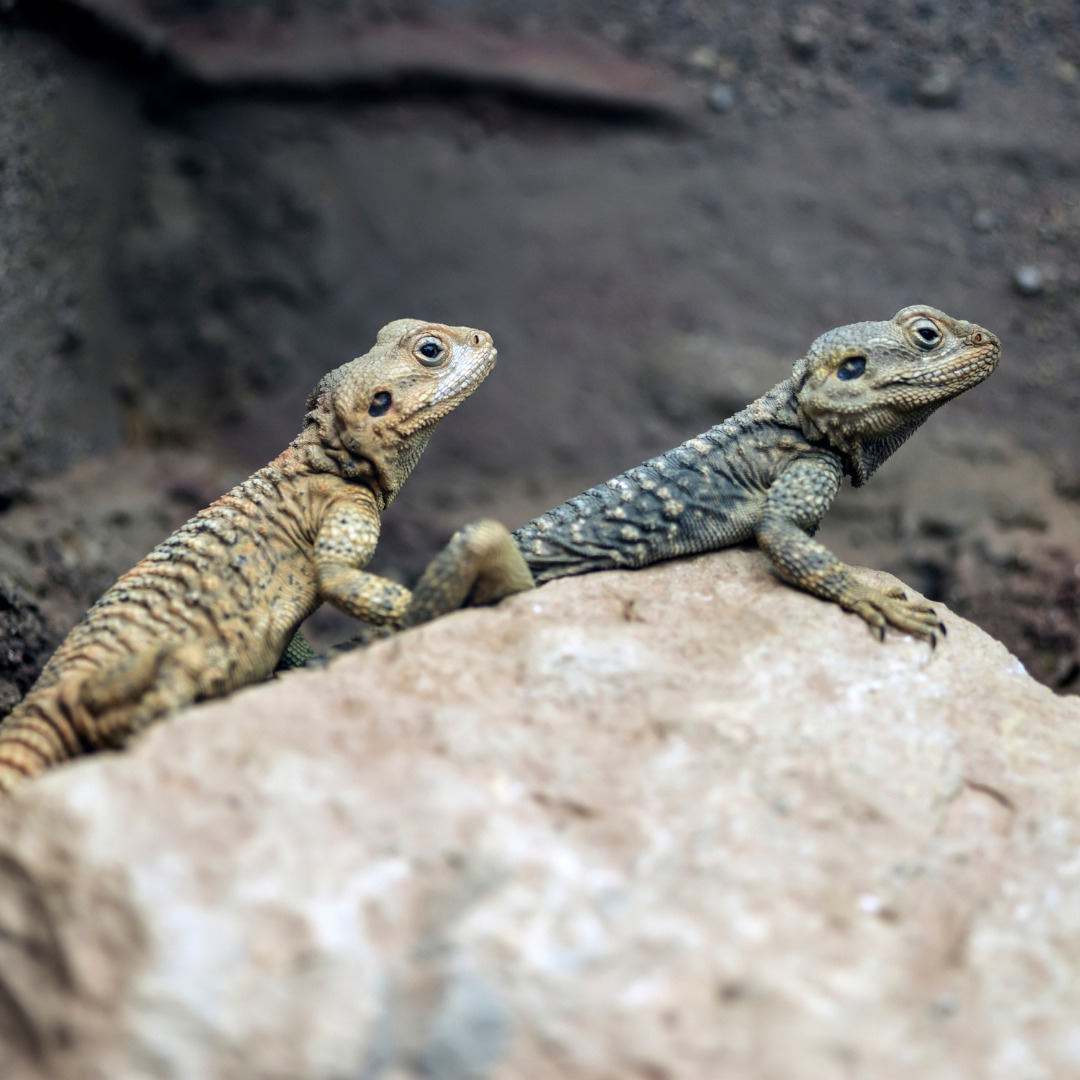 Understanding Body Language and Communication | Evolution Reptiles
