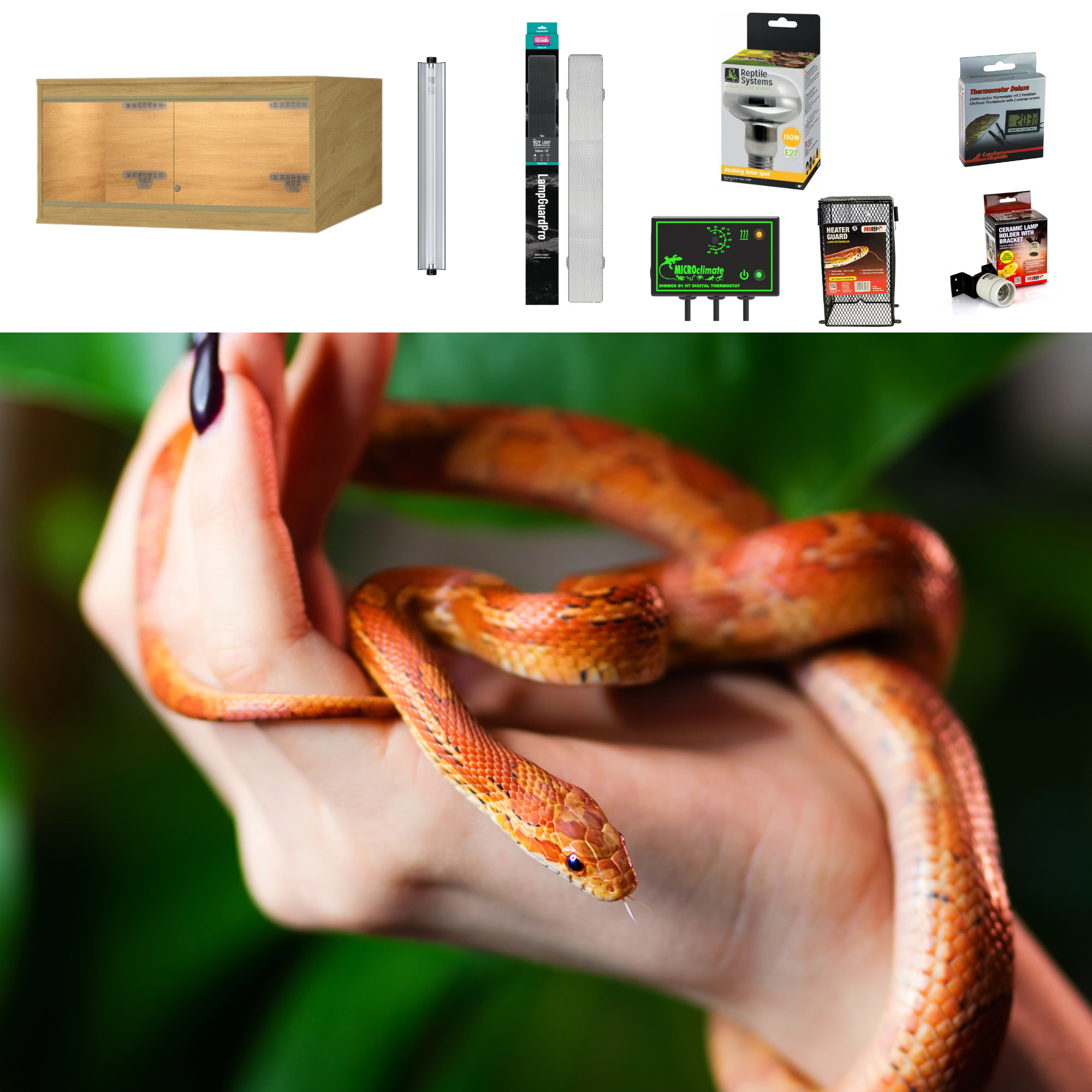 Snake Vivarium Setups | Evolution Reptiles