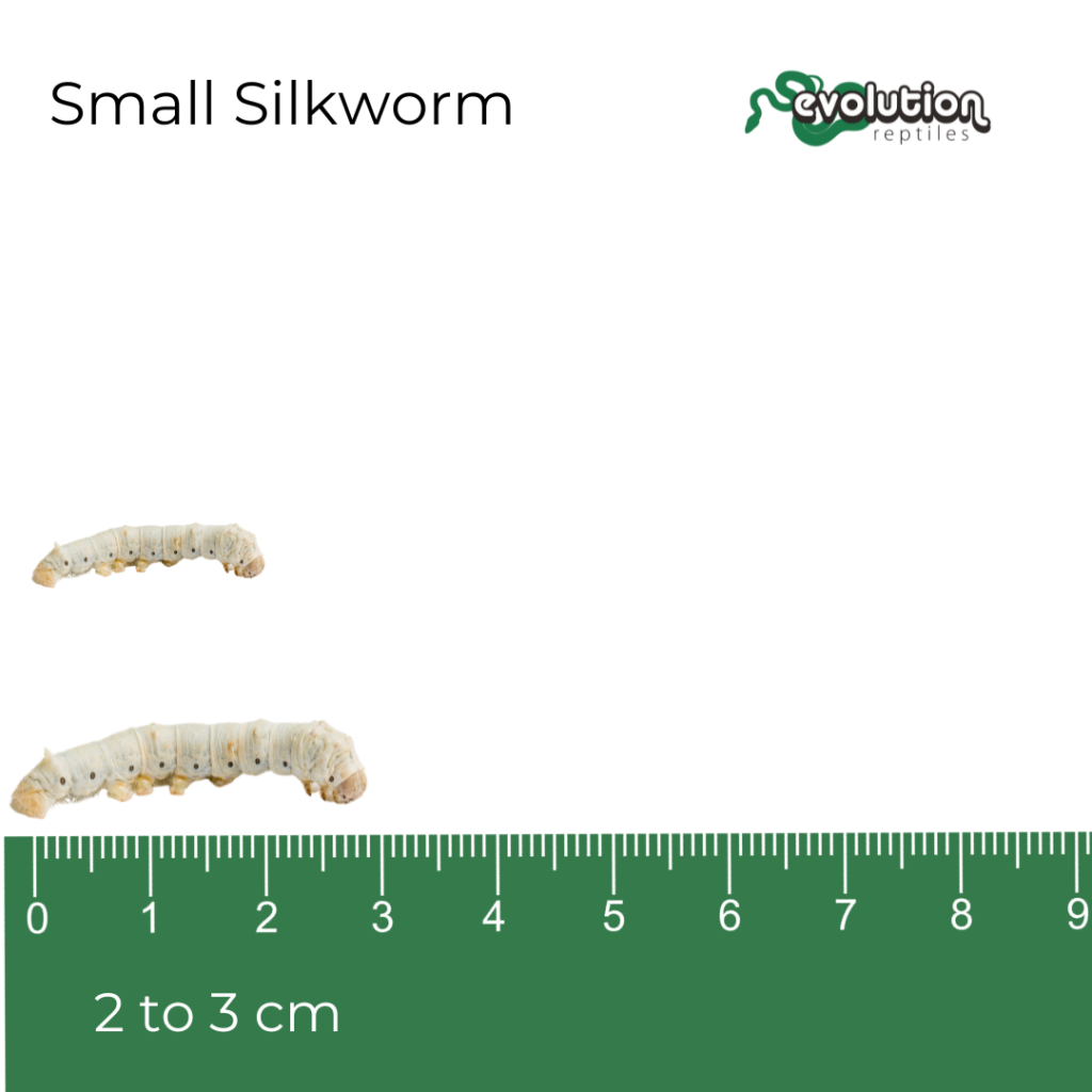Silkworms: A Nutrient-Rich Delicacy for Reptiles | Evolution Reptiles