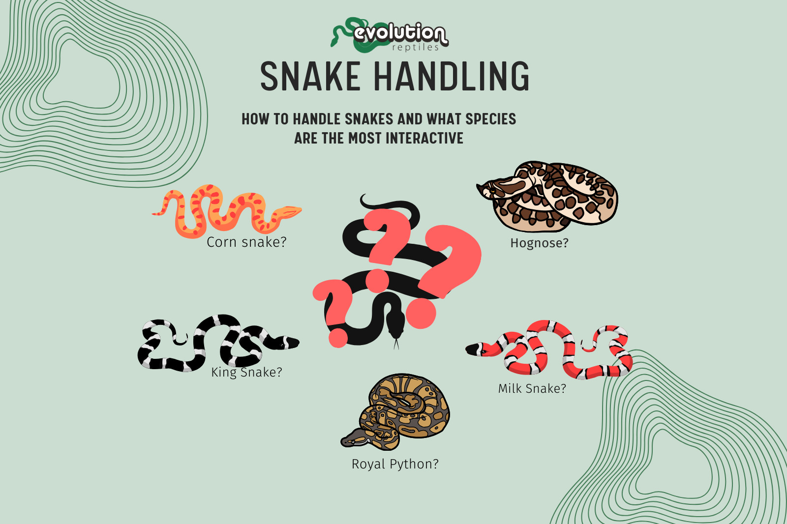 Handling Snakes | Evolution Reptiles