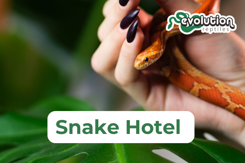 Snake Hotel : A Safe and Comfortable Stay | Evolution Reptiles
