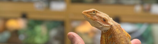 Lizards Available to Buy In-Store | Specialist Reptile Shop