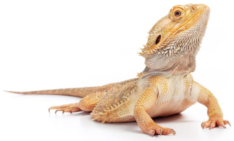 Tarantula care guide | Evolution Reptiles