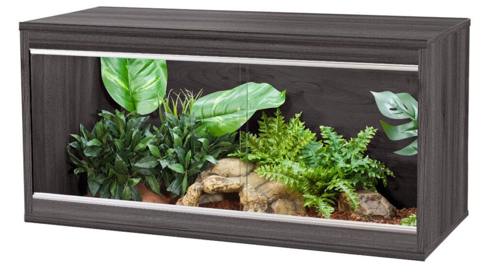 Tarantula care guide | Evolution Reptiles
