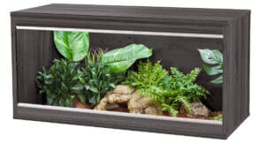Tarantula care guide | Evolution Reptiles