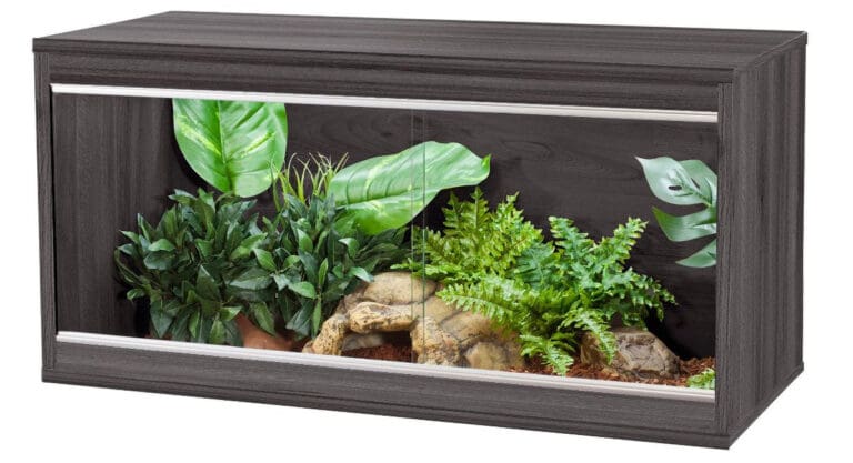 Tarantula care guide | Evolution Reptiles