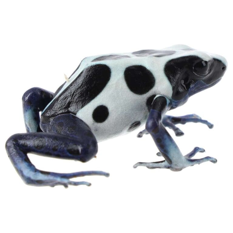 Tarantula care guide | Evolution Reptiles