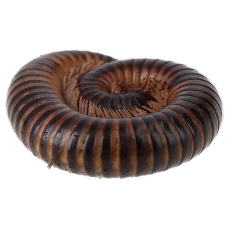 Tarantula care guide | Evolution Reptiles