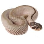 Tarantula care guide | Evolution Reptiles